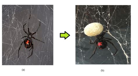 Black Widow Optimization Bwo Algorithm Mating Behaviour Of Black Widow Spider For Solving
