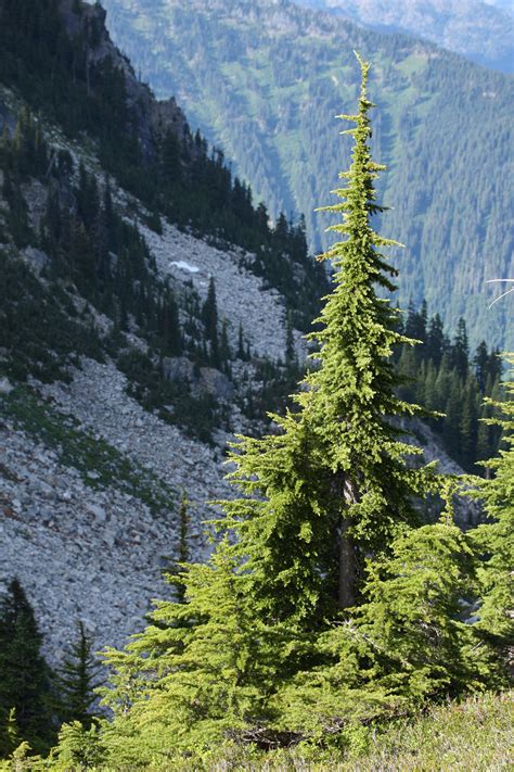 Mountain Hemlock Native Tree With Edible Uses