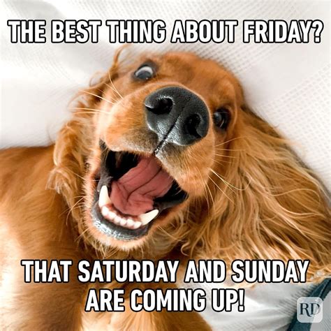45 Friday Memes That Will Have You Laughing Into The Weekend Artofit