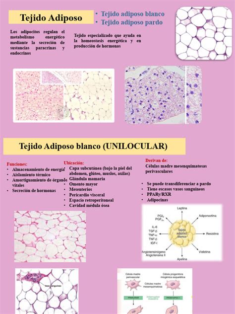 Tipos Y Funciones Del Tejido Adiposo Pdf Tejido Adiposo Anatomía