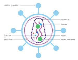 Accurate Titering Of Lentiviral Vectors Bio Radiations