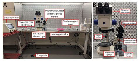 Video Somatic Genome Engineered Mouse Models Using In Vivo Microinjection And Electroporation