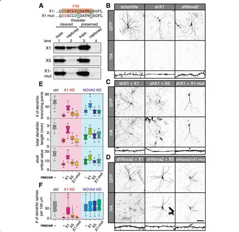 Nova Dependent Sept8 Isoform Promotes Dendritic Arborization And Spine