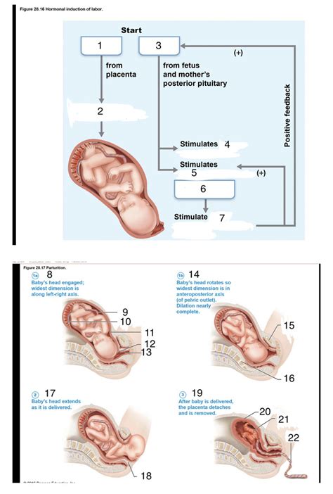 Reproductive System Diagram Quizlet