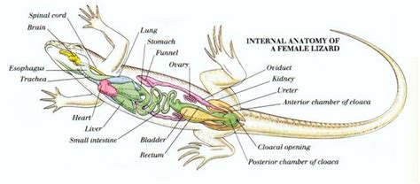 Lizard Skeleton Diagram Johannas Blog