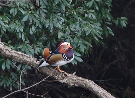 トモエガモとオシドリ mitokishuuの野鳥日記