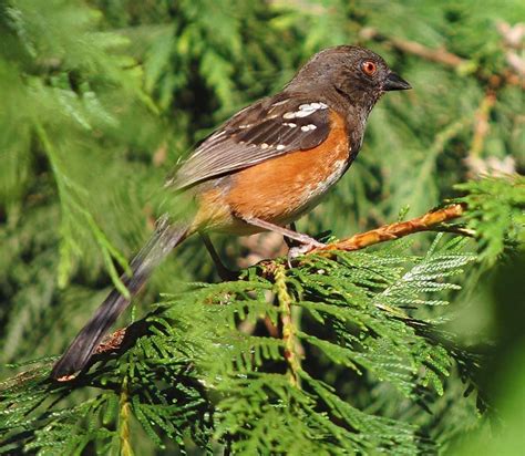Spotted Towhee Ebirdr