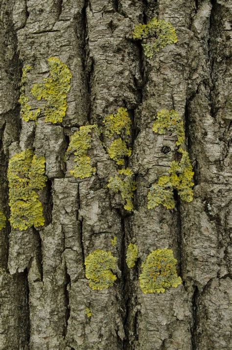Moss On The Tree Trunk Wooden Texture Stock Photo Image Of Nature Surface