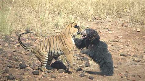 Watch This Intense Video Of An Epic Battle Between A Tiger And Bear Maxim