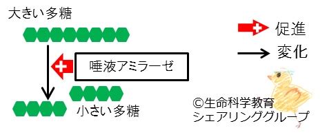 消化器系 口腔の作用 唾液 成分 一歩一歩学ぶ生命科学
