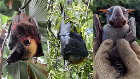 Giant Flying Fox