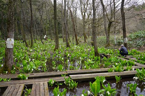 ミズバショウが見頃五泉の水芭蕉公園写真は2023年3月25日現在 阿賀野川えとこだ流域通信