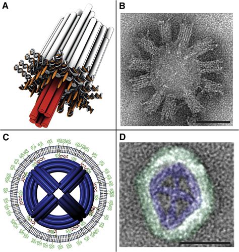 Dna Nanostructures On Membranes As Tools For Synthetic Biology Biophysical Journal