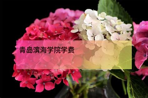 青岛滨海学院学费 职教网