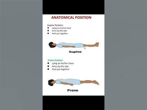 Supine Position Vs Prone Position Anatomy Anatomicalposition Medical