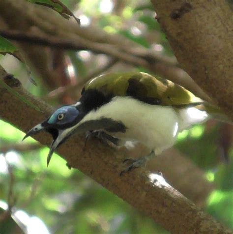 Blue Faced Honeyeater From Watsonville Qld 4887 Australia On May 20