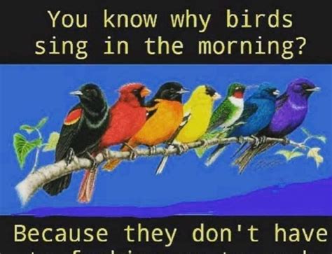 Midlifewanderlust Aussie Magpie V Eurasion Magpie