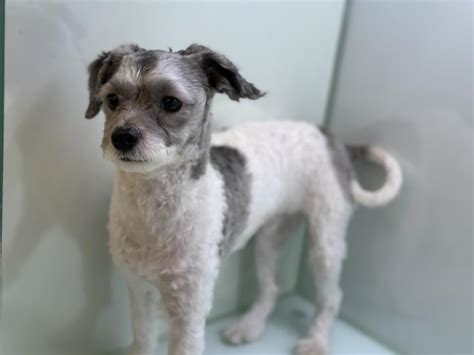 말티푸 아키 아메리칸숏헤어특징 아메리칸컬특징 아비시니안특징 엑조틱특징 터키시앙고라특징 페르시안특징 하이랜드폴드특징 애완견특징 반려견특징 강아지분양가격 소형견분양가격 중형견