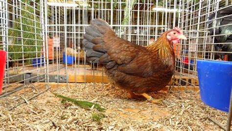 Zwerg Welsumer Rostrebhuhnfarbig 3 Ankernagelr Kleintierzüchter