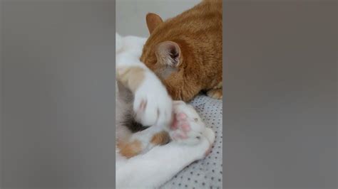 잠자는 아들 고양이를 괴롭히는 엄마 고양이 Youtube