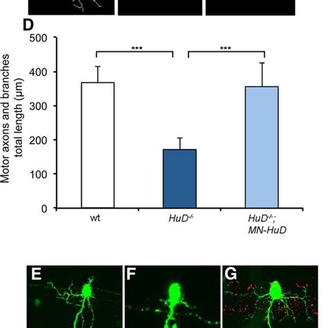 Motor Axon Defects In Hud Mutants Are Rescued By Expressing Hud In Download Scientific Diagram