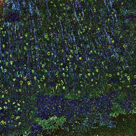 d ff oct as a histology tool for the brain this figure presents a