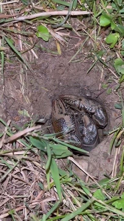 Popeye Crawldad Watch Youtube