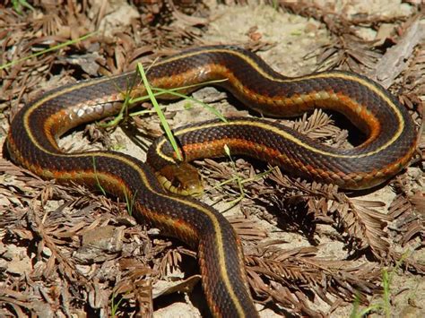 Western Terrestrial Garter Snake Facts Diet Habitat And Pictures On