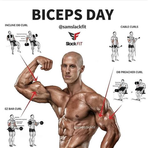 Pin On Biceps And Firearms Development Perspective Perspectiva De Como