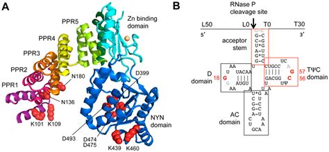 Biomolecules Special Issue Function And Structure Of Rnase P In