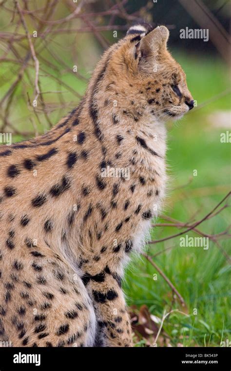 Serval Leptailurus Serval Stock Photo Alamy