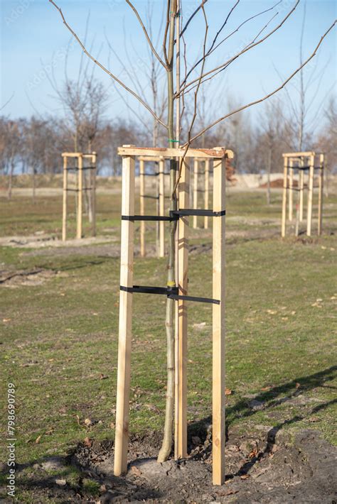 Tree Supports Young Trees Being Supported By Wooden Stakes Young Tree
