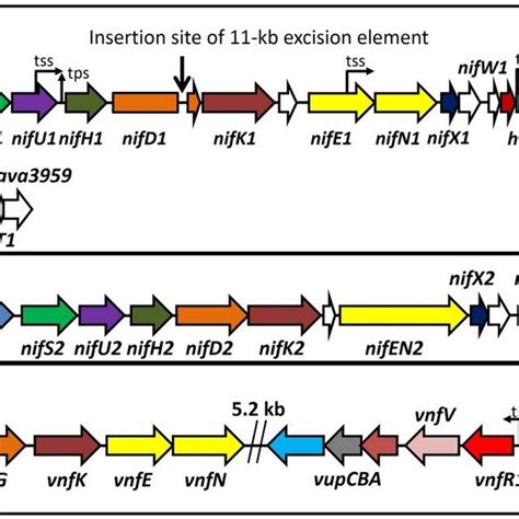 Maps Of The Three Major Nitrogenase Gene Clusters In A Variabilis The