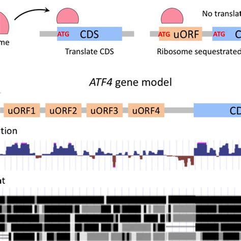 Expression Measured By Tpm Of Genes In Human Tissues From Gtex Data Download Scientific