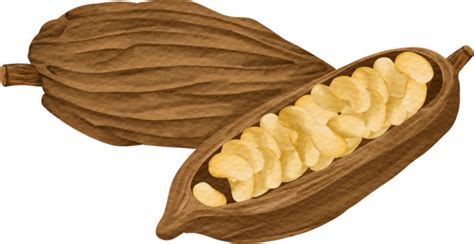 Cocoa Bean Pngs For Free Download