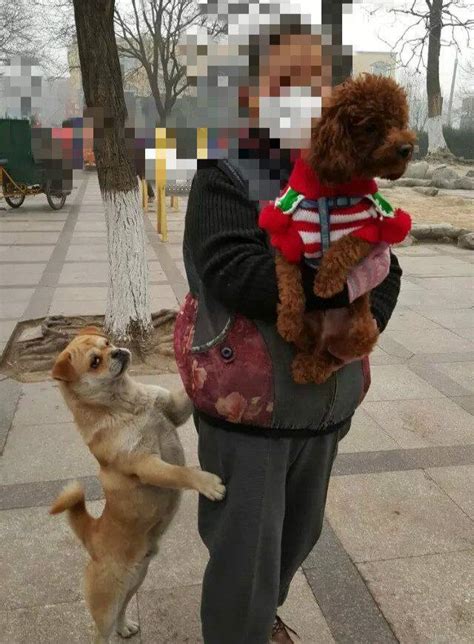 土狗因為生病被主人拋棄，街頭流浪卻看著主人抱著新狗！ 每日頭條