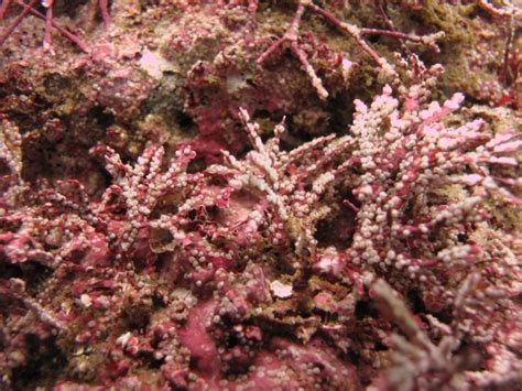 Coralline Algae