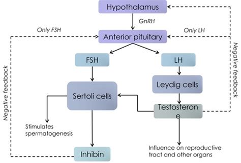 Male Reproductive Pathophysiology Flashcards Quizlet