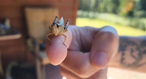 Can Anyone Identify This Guy For Me Grasshopper Of Some Sort R