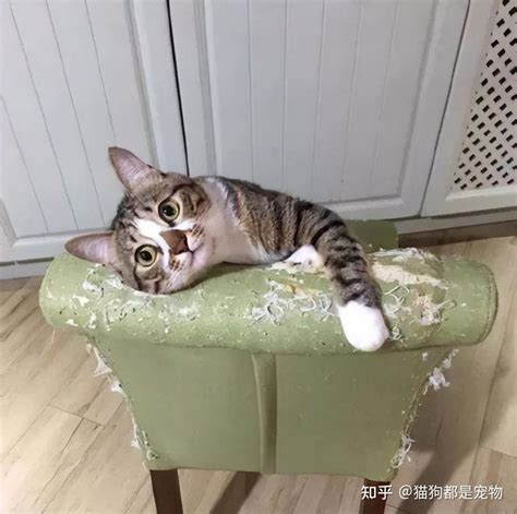 猫咪出现这7种现象，表明它很孤单，宠主别不上心！ 知乎