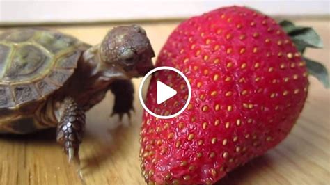 Ето как костенурка яде ягода хит в мрежата