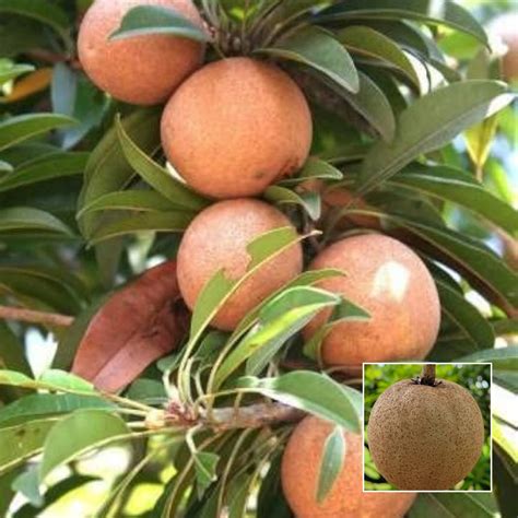 Cricket Ball Chiku Fruit Plants Green Glow Nursery