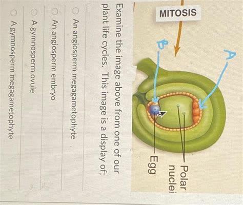 Solved Examine The Image Above From One Of Our Plant Life