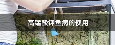 高锰酸钾鱼病的使用 鱼百科