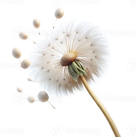 Magnificent Artistic A Single Dandelion Seed Head With Seeds