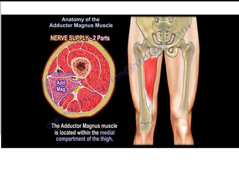 Anatomy Of The Adductor Magnus Muscle —