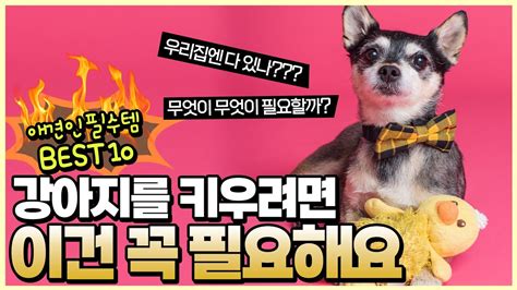 강아지를 처음 키울때 꼭 필요한 필수템 10가지 Youtube
