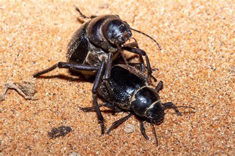 Male Darkling Beetle Gives Oral Sex To Female Before Mating