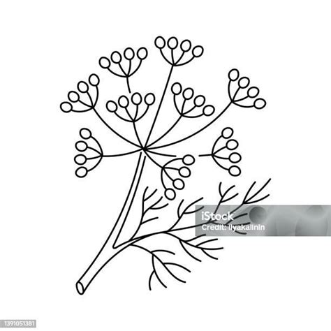 회향 향신료 요리 재료 선 아이콘입니다 편집 가능한 획 크기입니다 경로를 엽니다 벡터 스케치 일러스트레이션 러시아에 대한 스톡