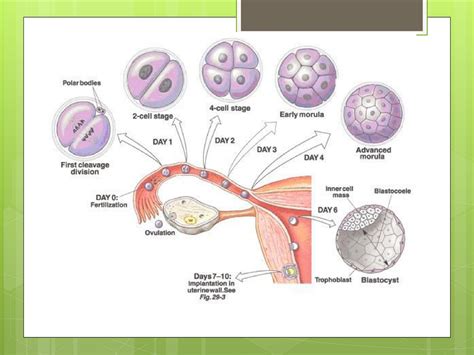 Zygote Development
